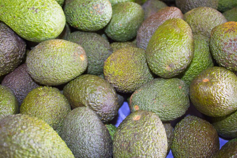 Avocado stock photo. Image of diet, hungry, fresh, berry - 49966302