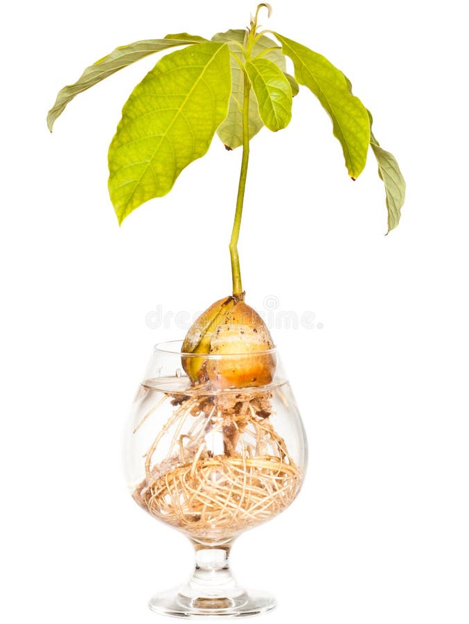 Bulbs stock photo. Image of brown, grow, gardening, flower - 1757604