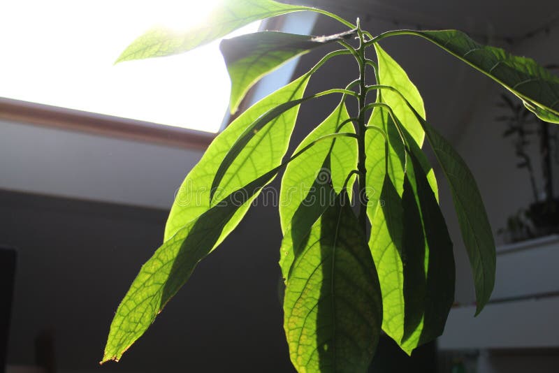 Avocado plant stock photo. Image of home, natural, pink - 19603688