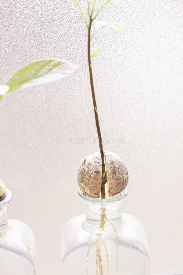Avocado Plant Showing the Roots in a Bottle of Water Stock Photo ...