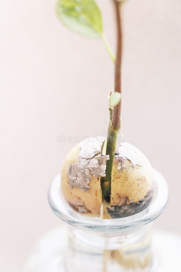 Avocado Plant Showing the Roots in a Bottle of Water Stock Photo ...