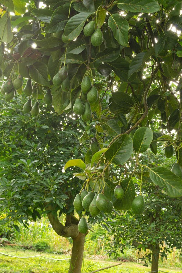 De boom van avocado's stock foto. Image of landbouw, installatie - 29840302
