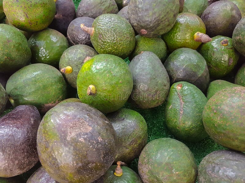 Avocado sale in the market stock image. Image of fruit - 167753489
