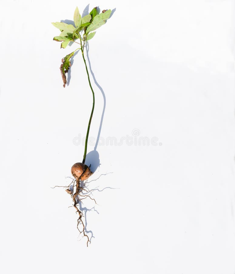 Sapling Grows from Fruit Stone on White Background Stock Image - Image ...