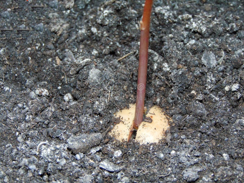 Avocado Seed with Root and Sprout. Growth Stage of the Avocado Plant ...