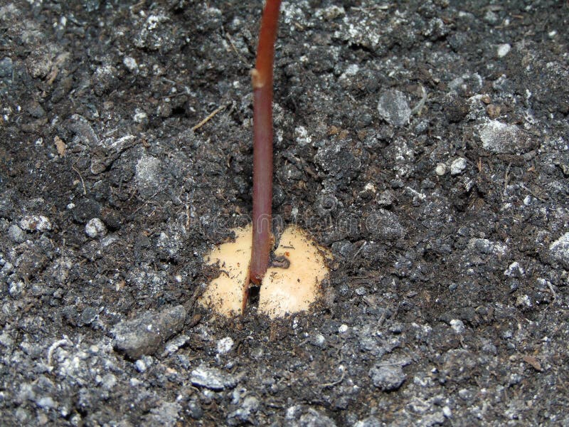 Avocado Seed with Root and Sprout. Growth Stage of the Avocado Plant ...