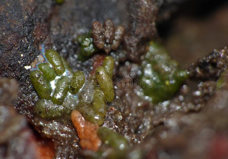 Avocado Seed with Springtail and Mites Stock Image - Image of dark ...