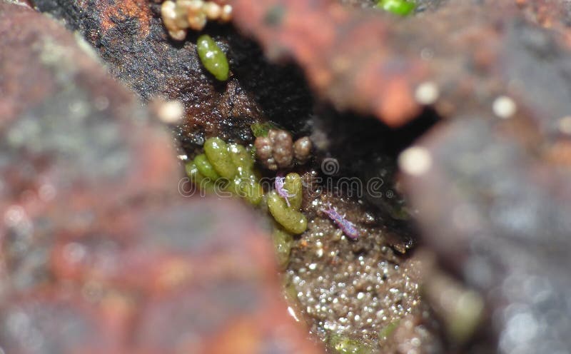 Avocado Seed with Springtail and Mites Stock Image - Image of insects ...