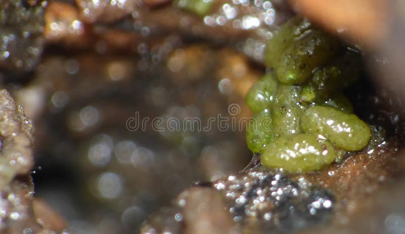Avocado Seed with Springtail and Mites Stock Photo - Image of avocado ...
