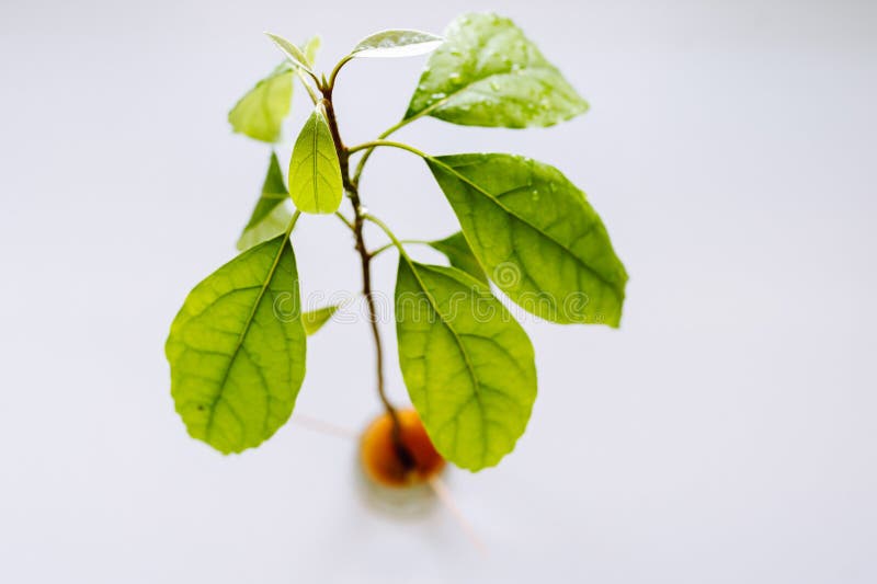 Avocado Seed with Sprout and Root Stock Photo - Image of cultivation ...