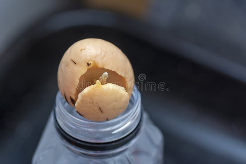 Avocado seed sprouting stock photo. Image of botanical - 271505126