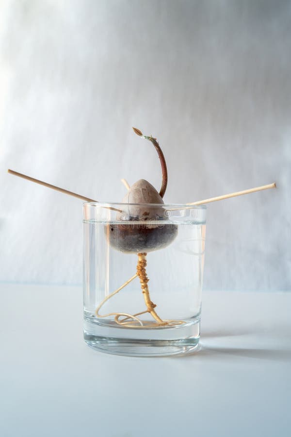 Avocado Seed Sprouting in Water Stock Photo - Image of leaf, isolated ...