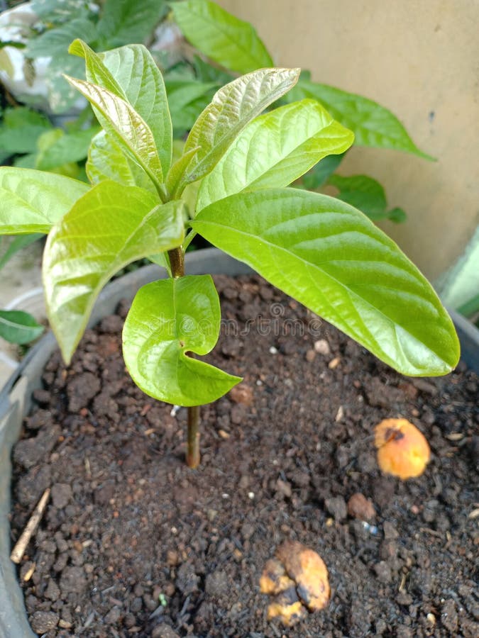 Avocado Seedling on Process Stock Photo - Image of shrub, fruit: 203935728