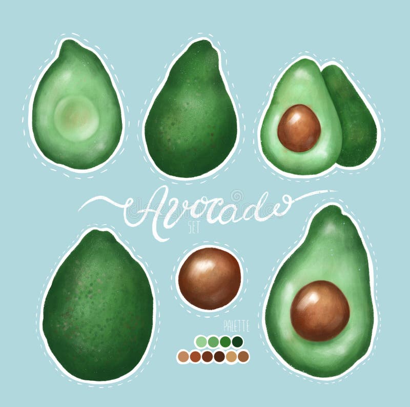 Avocado Set, Procreate Sketch, Raster Illustration, Isolated on White ...