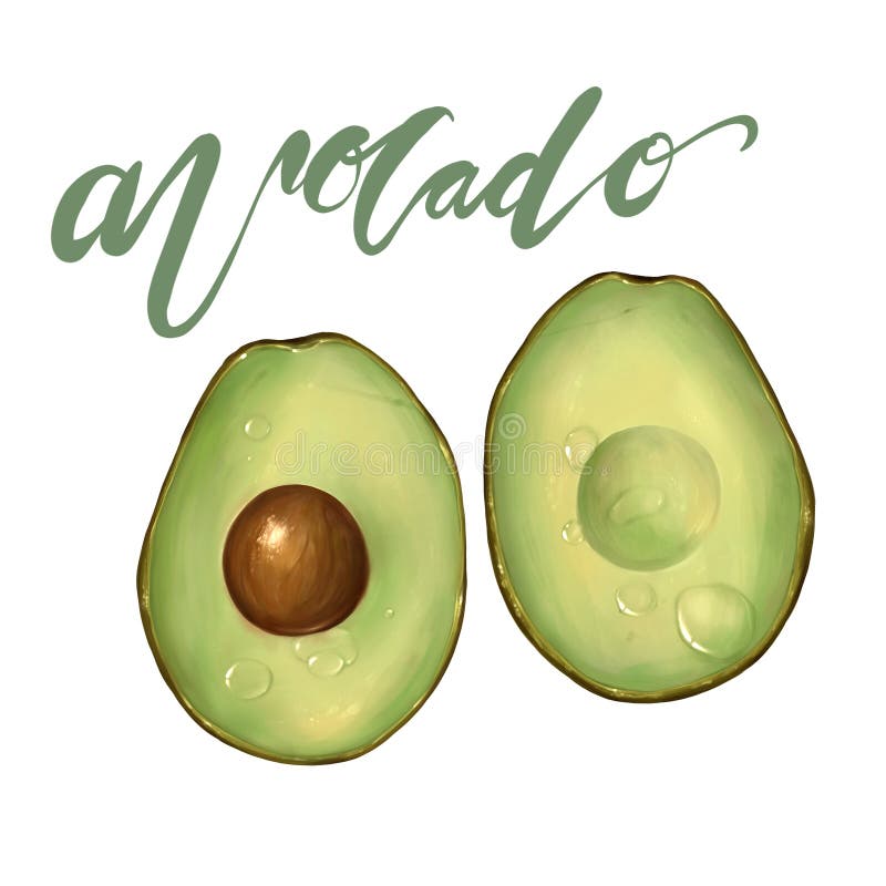 Avocado Set, Procreate Sketch, Raster Illustration, Isolated on White ...
