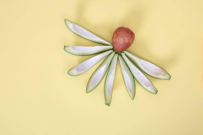 Avocado Slices and Core Isolated on Yellow Background Stock Image ...