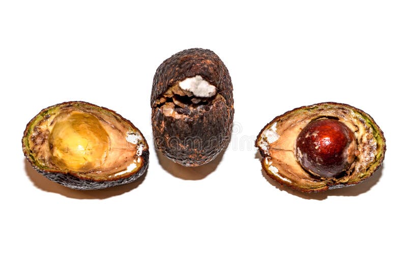 161 Avocado Fruit Rot Fungus Stock Photos - Free & Royalty-Free Stock ...