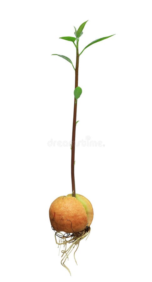 Avocado Sprout from Germinated Seed Isolated Stock Image - Image of ...
