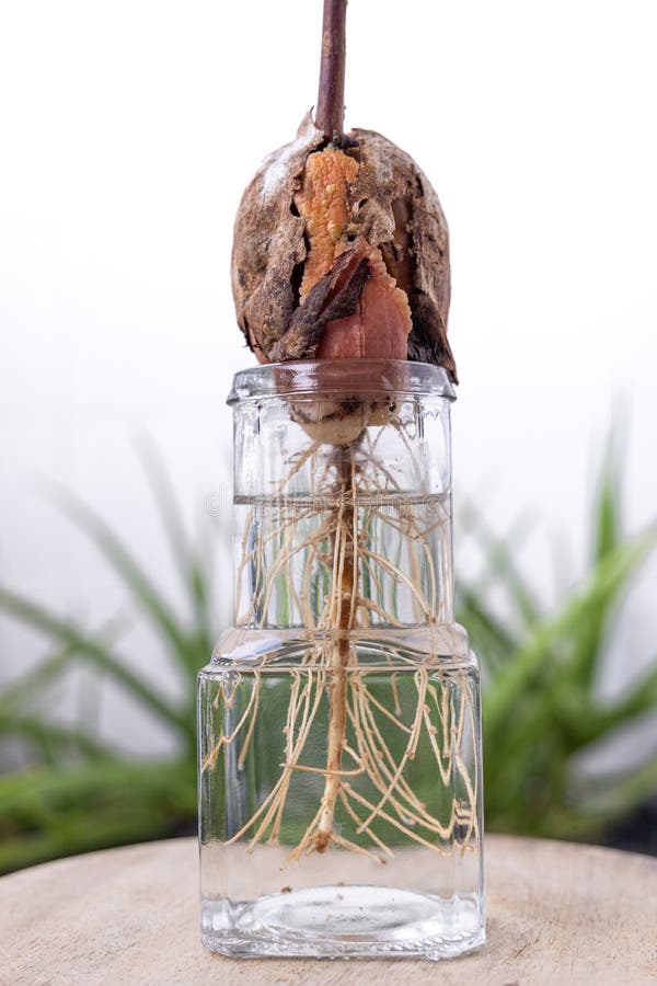 The Avocado Sprout Grows from the Seed in a Glass of Water Stock Image ...