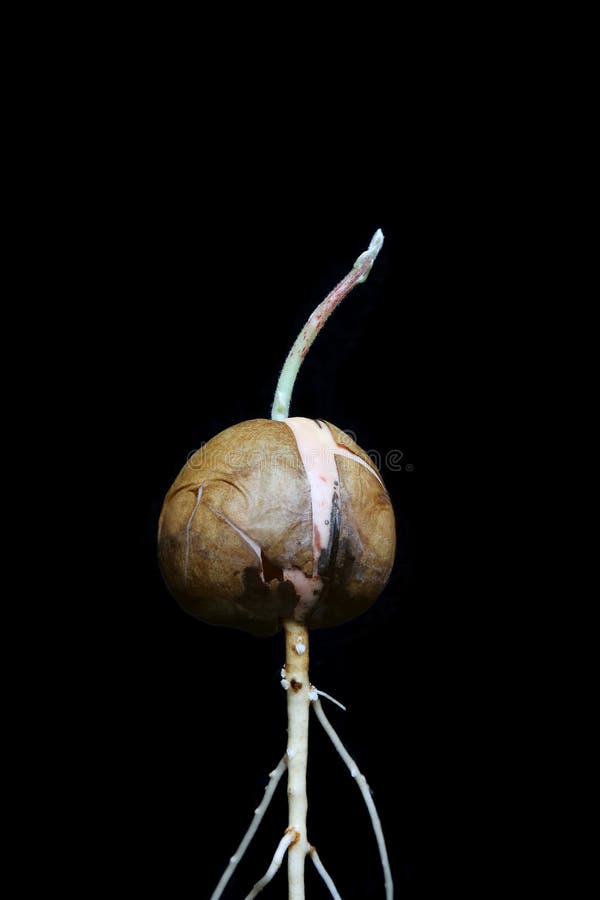 Avocado Root and Stem Rot from Fungus Stock Image - Image of stem ...