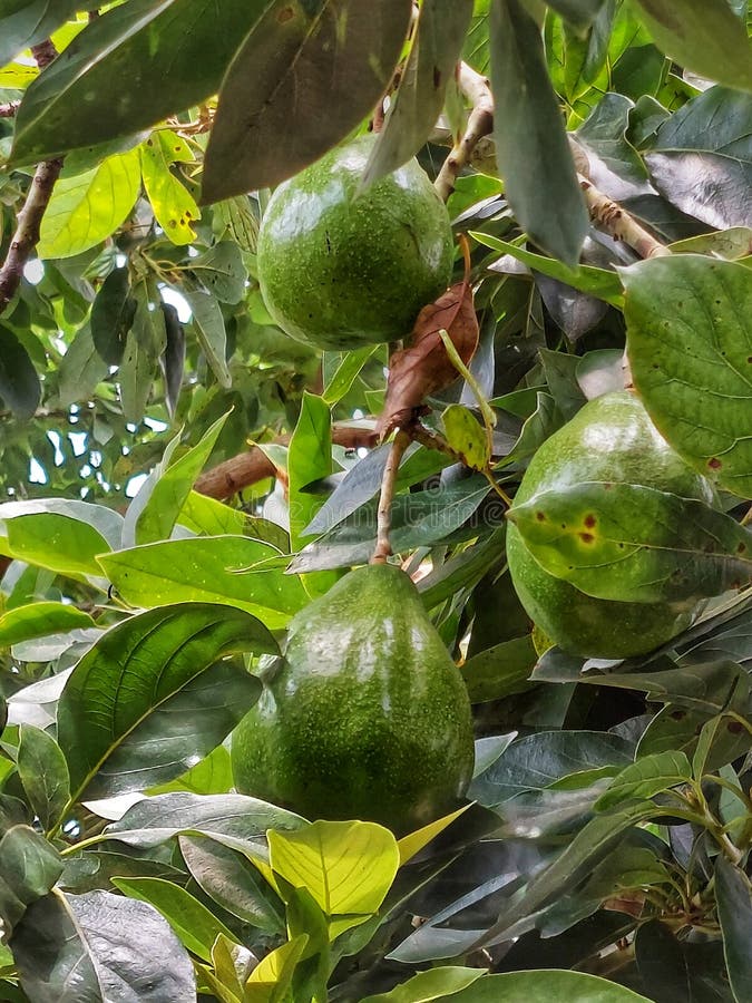 Avocado Still in the Process of Ripening Stock Photo - Image of dieting ...