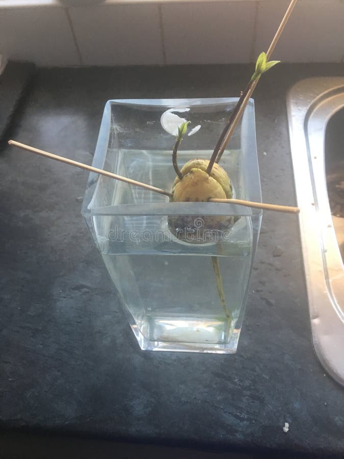 Avocado stone growing stock photo. Image of plated, avocado - 160981034