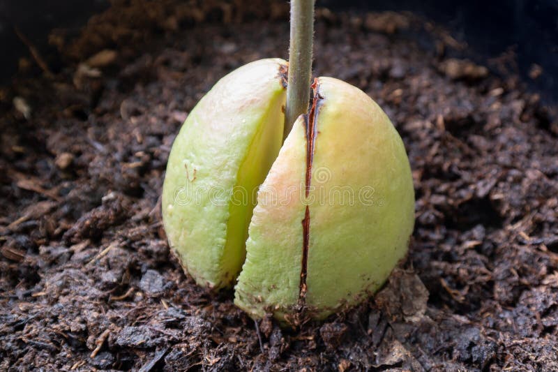 Avocado Stone, Young Fruit Tree Growing from Soil Stock Image - Image ...