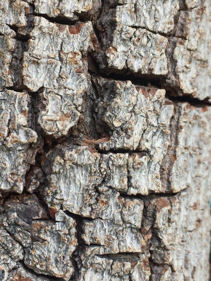 Avocado stock photo. Image of texture, trees, flora - 106634420