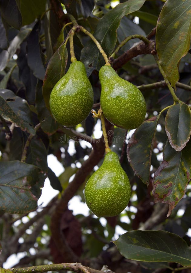 Avocado tree stock photo. Image of growth, tree, nutrition - 27445944