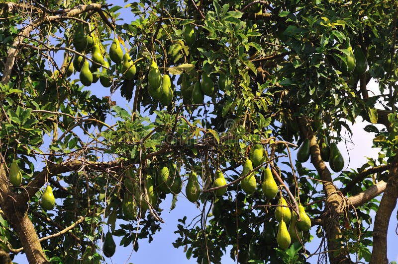 Avocado tree stock photo. Image of farm, green, guacamole - 9037212