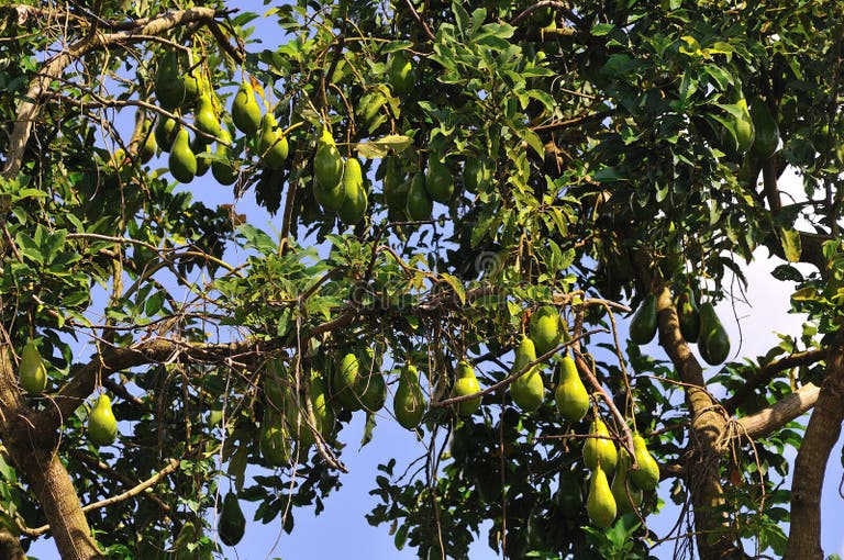 111 Avocado Farm Hd Wallpaper Stock Photos - Free & Royalty-Free Stock ...