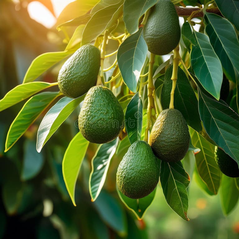 Avocado tree, AI generated stock illustration. Illustration of avocados ...