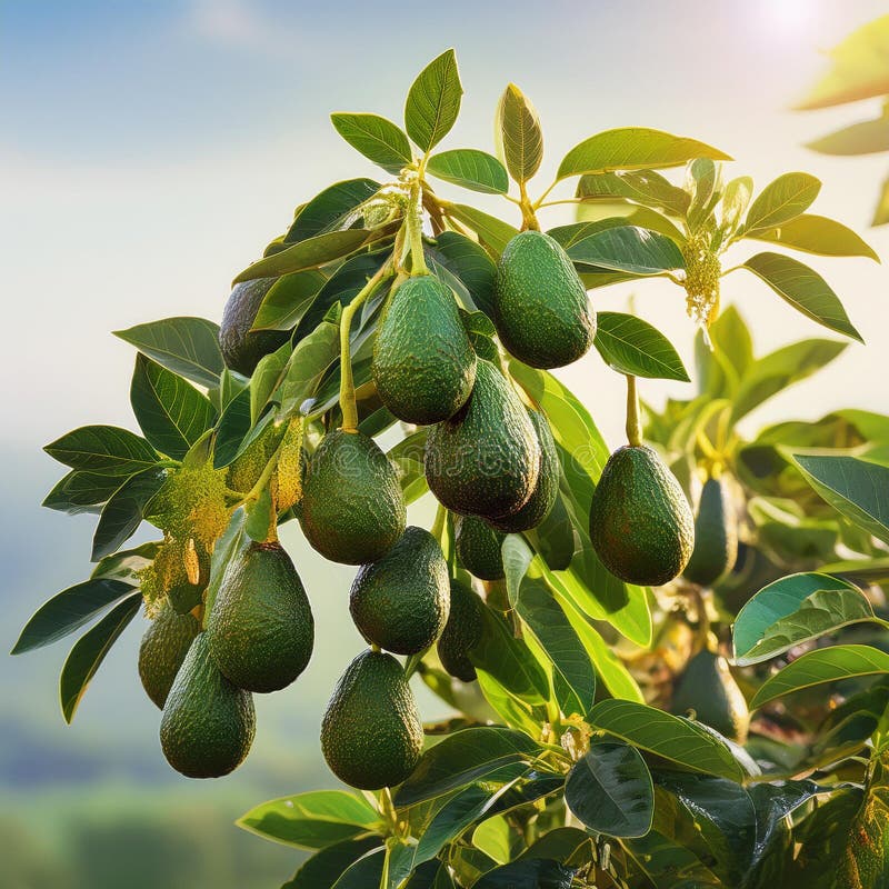 Avocado tree, AI generated stock illustration. Illustration of vegan ...