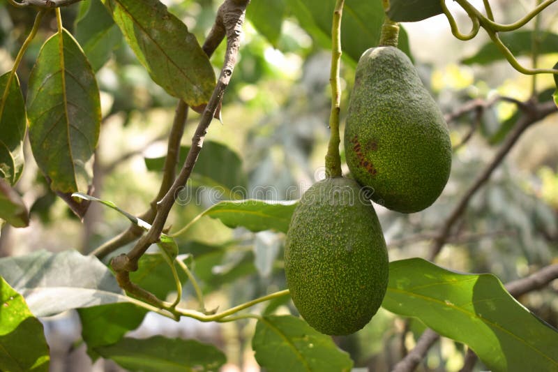Avocado tree stock photo. Image of evergreen, fruit - 362185460
