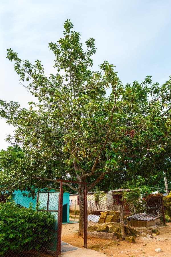 Avocado Tree stock image. Image of avocado, rural, tree - 99465967