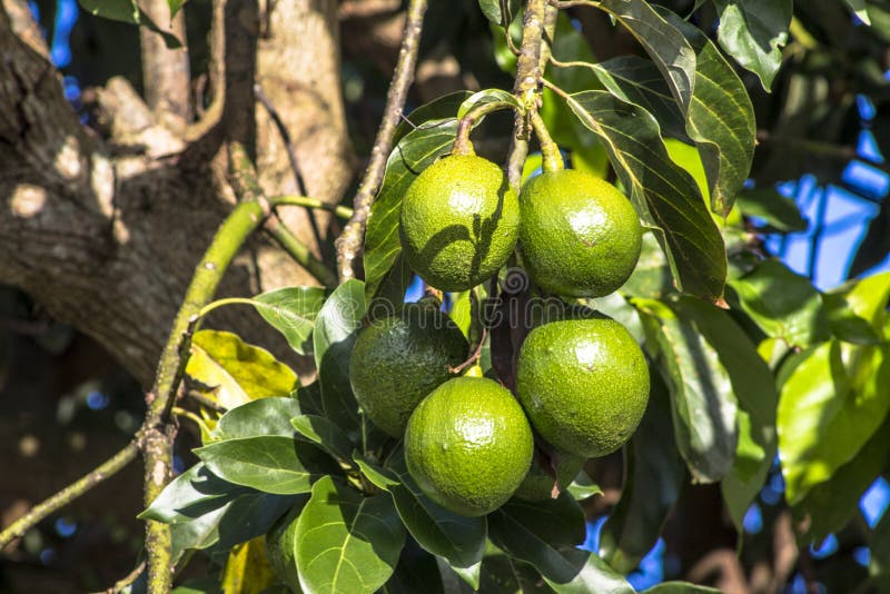 Avocado tree stock photo. Image of garden, bunch, avocado - 105139176