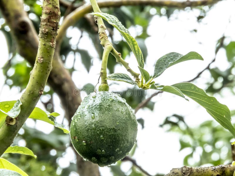 Avocado tree stock image. Image of growth, group, culture - 139124553