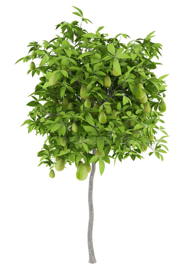 Avocado Tree Vector Growing Guide Poster. Green Simple Instruction To ...