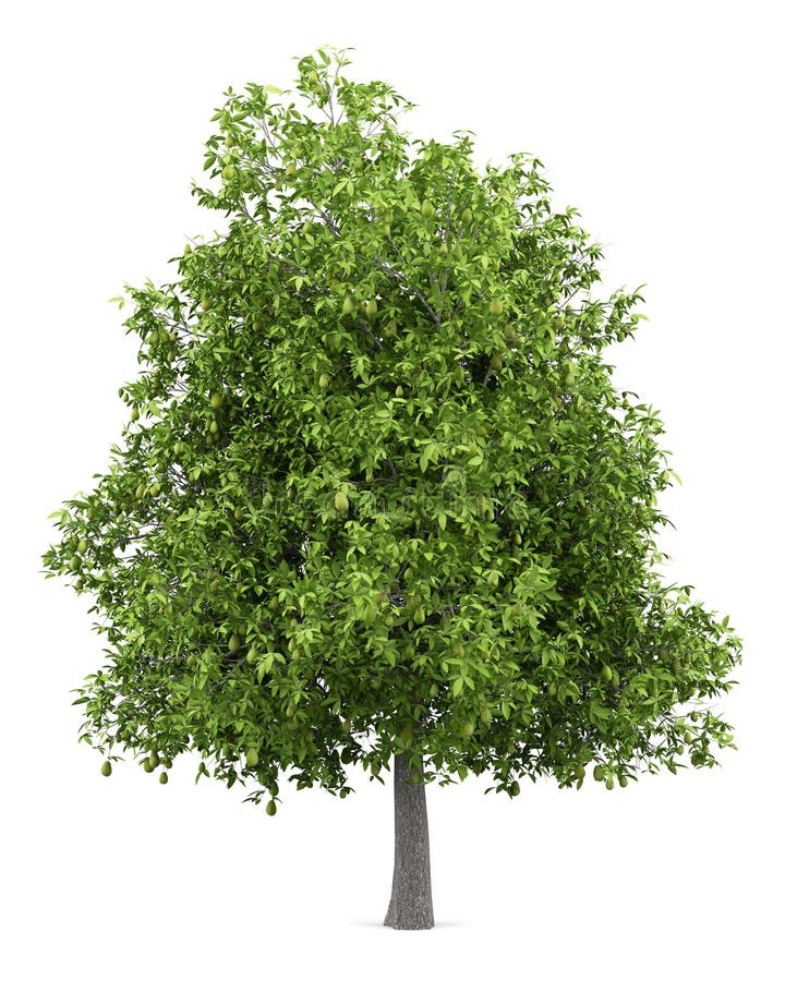 Avocado Tree Isolated on White. Top View Stock Illustration ...