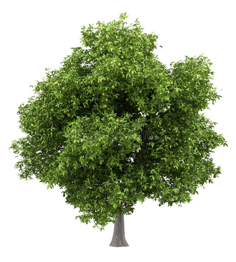 Avocado Tree Isolated on White. Top View Stock Illustration ...