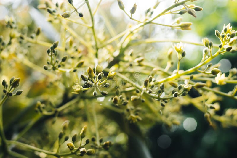 Avocado Tree Blooming. Persea Americana Stock Image - Image of healthy ...