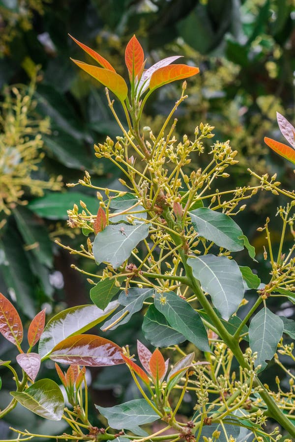 Avocado Tree Blooming with Sunlight Stock Image - Image of background ...