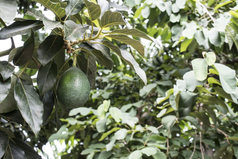 Avocado on a tree stock photo. Image of ripe, avocados - 138002106