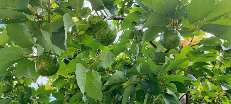 Avocado tree in the field stock photo. Image of citrus - 248815004