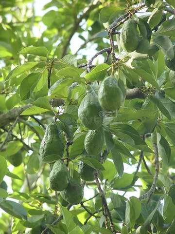 Avocado Tree with Fruits in Mexico Stock Image - Image of central ...