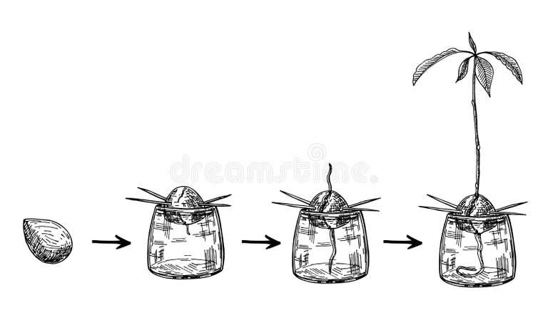 Avocado Tree Seed Stock Illustrations 532 Avocado Tree Seed Stock Illustrations Vectors