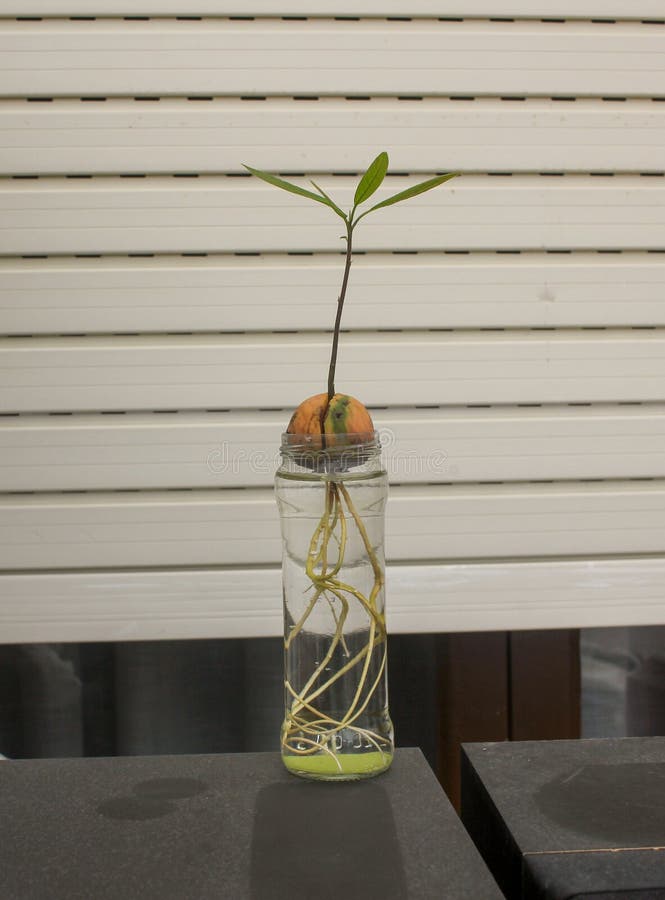 An Avocado Tree Growing at Home Stock Image - Image of vegetable, fruit ...
