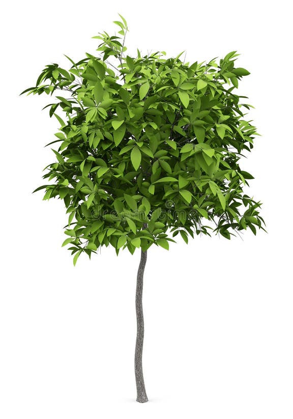 Avocado Tree Stock Illustrations – 1,952 Avocado Tree Stock ...