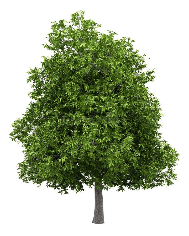 Avocado Tree Vector Growing Guide Poster. Green Simple Instruction To ...