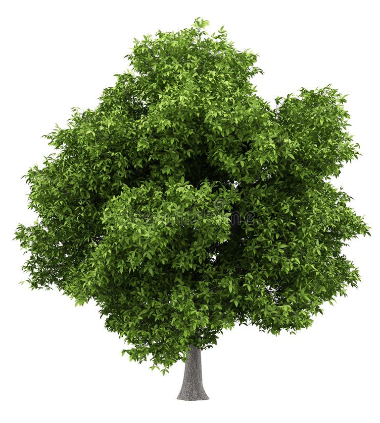 Avocado Tree Stock Illustrations – 1,952 Avocado Tree Stock ...